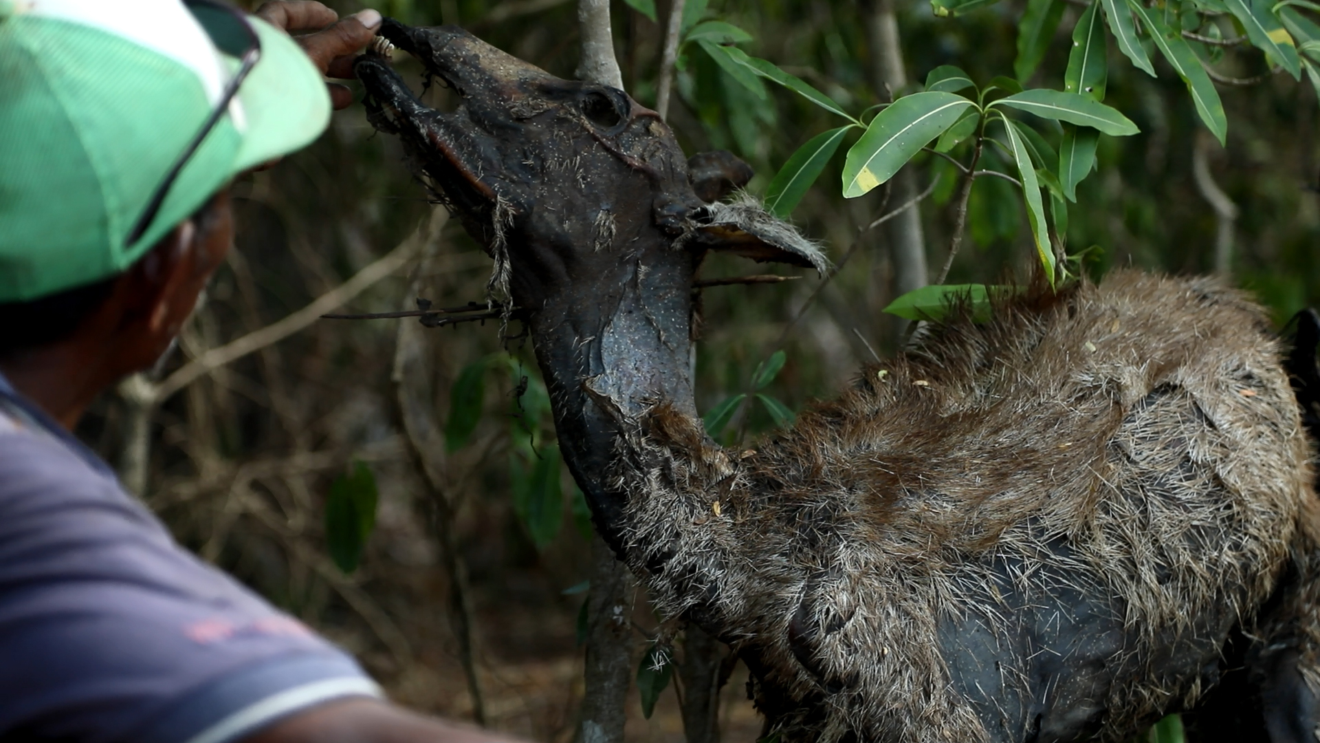 Timor's Native Deer in Desperate Bid for Survival - TATOLI Agência ...