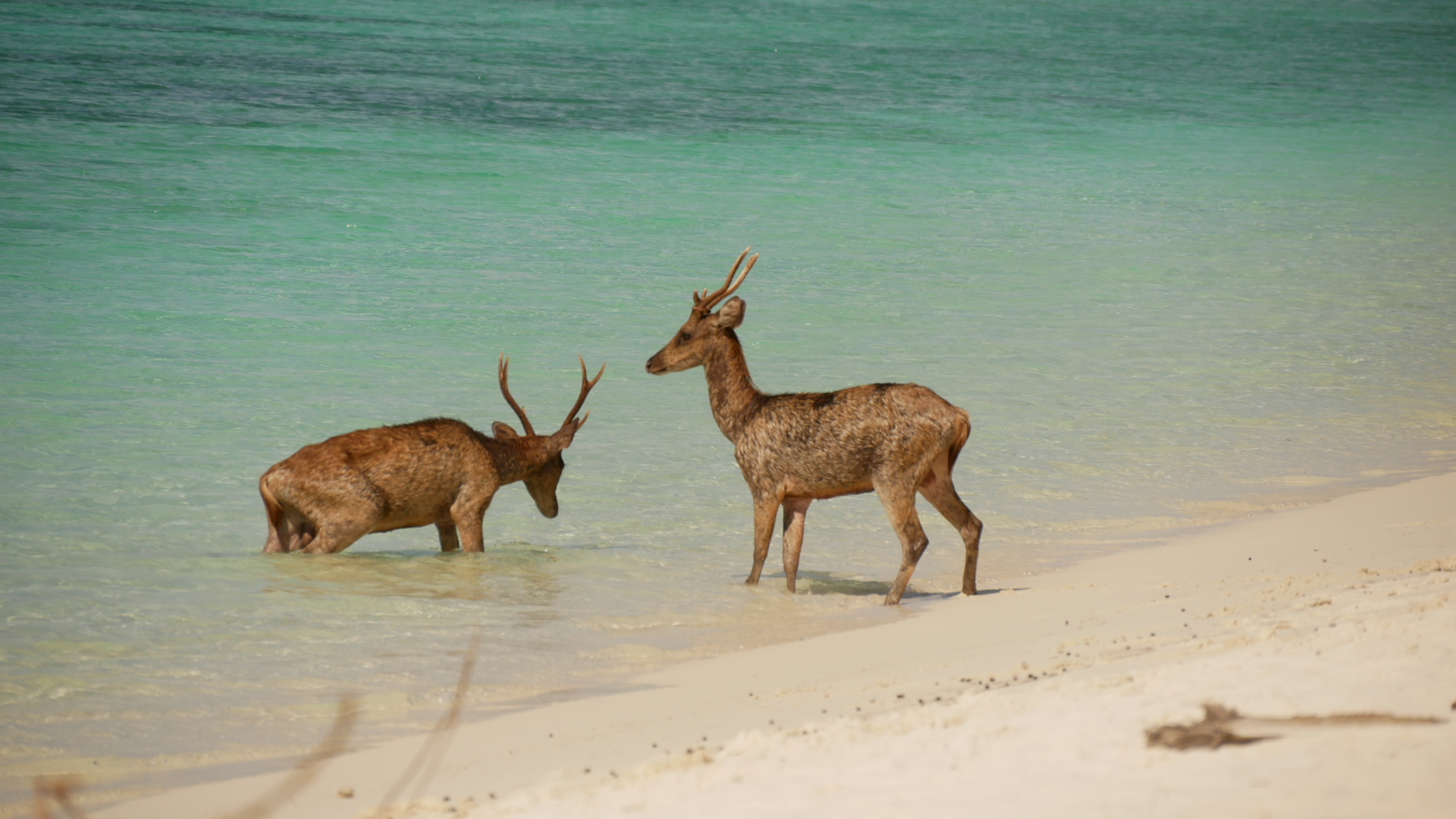 Timor's Native Deer in Desperate Bid for Survival - TATOLI Agência ...